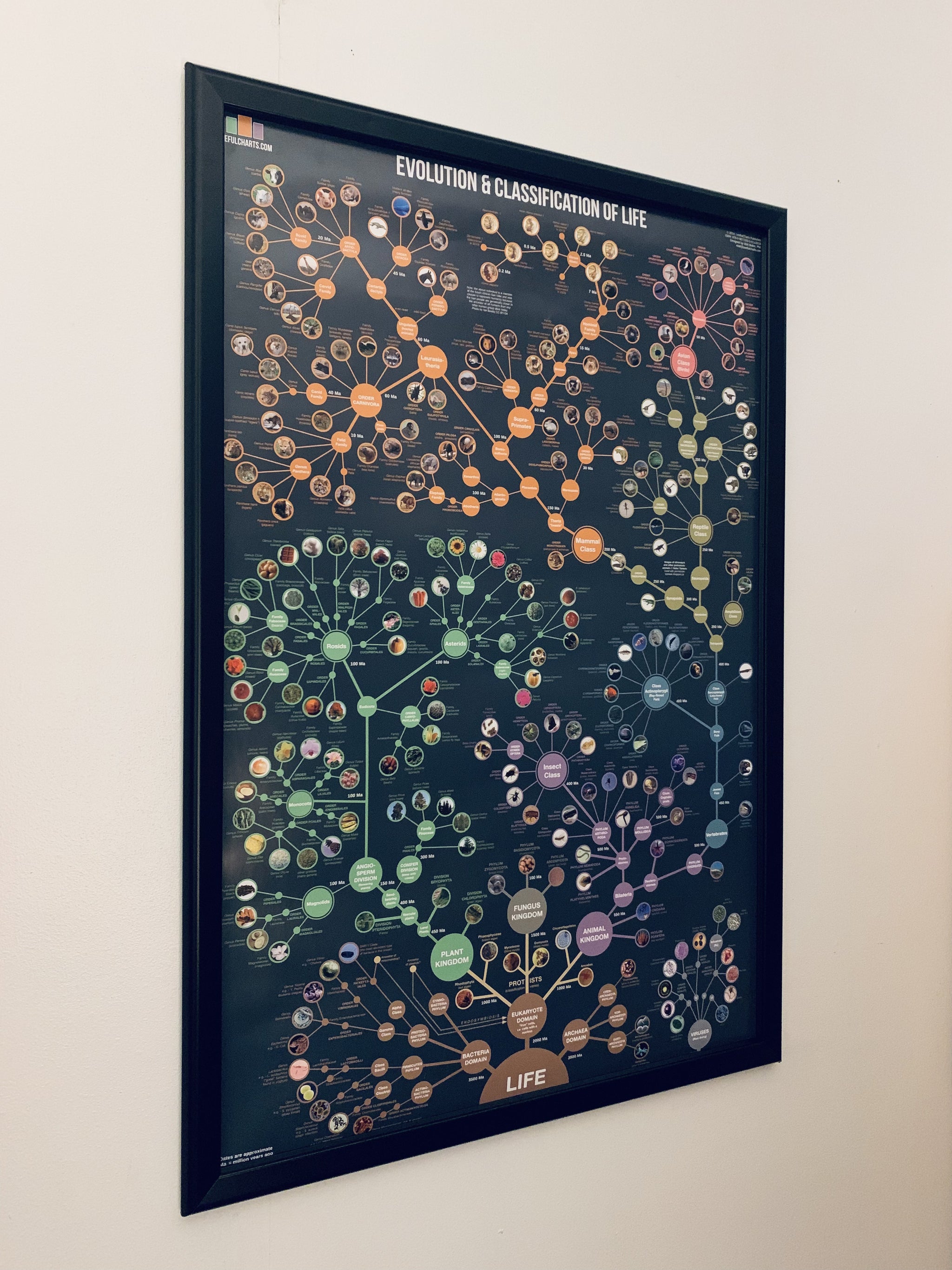 Evolution & Classification of Life Poster – UsefulCharts
