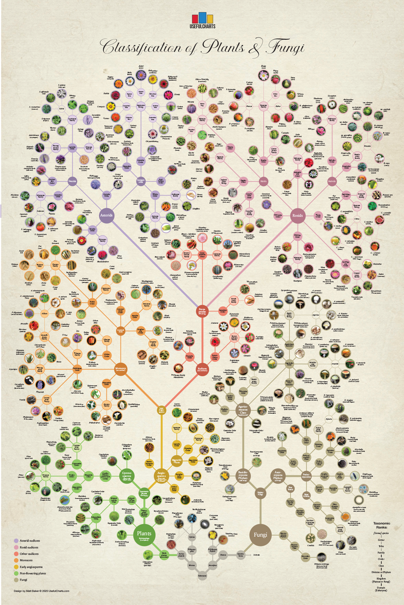 Classification of Plants & Fungi – UsefulCharts