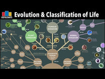 Evolution & Classification of Life Poster – UsefulCharts
